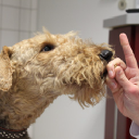 Dr. Med. Vet. Jasmin-Janina Biege Software Purchases and Digital ...